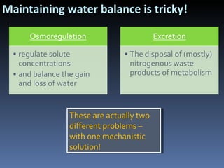 Osmoregulation and excretion | PPT