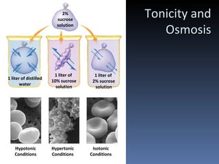 Osmoregulation and excretion | PPT