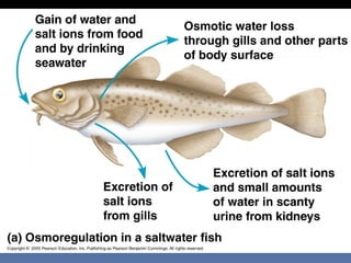 Osmoregulation and excretion | PPT