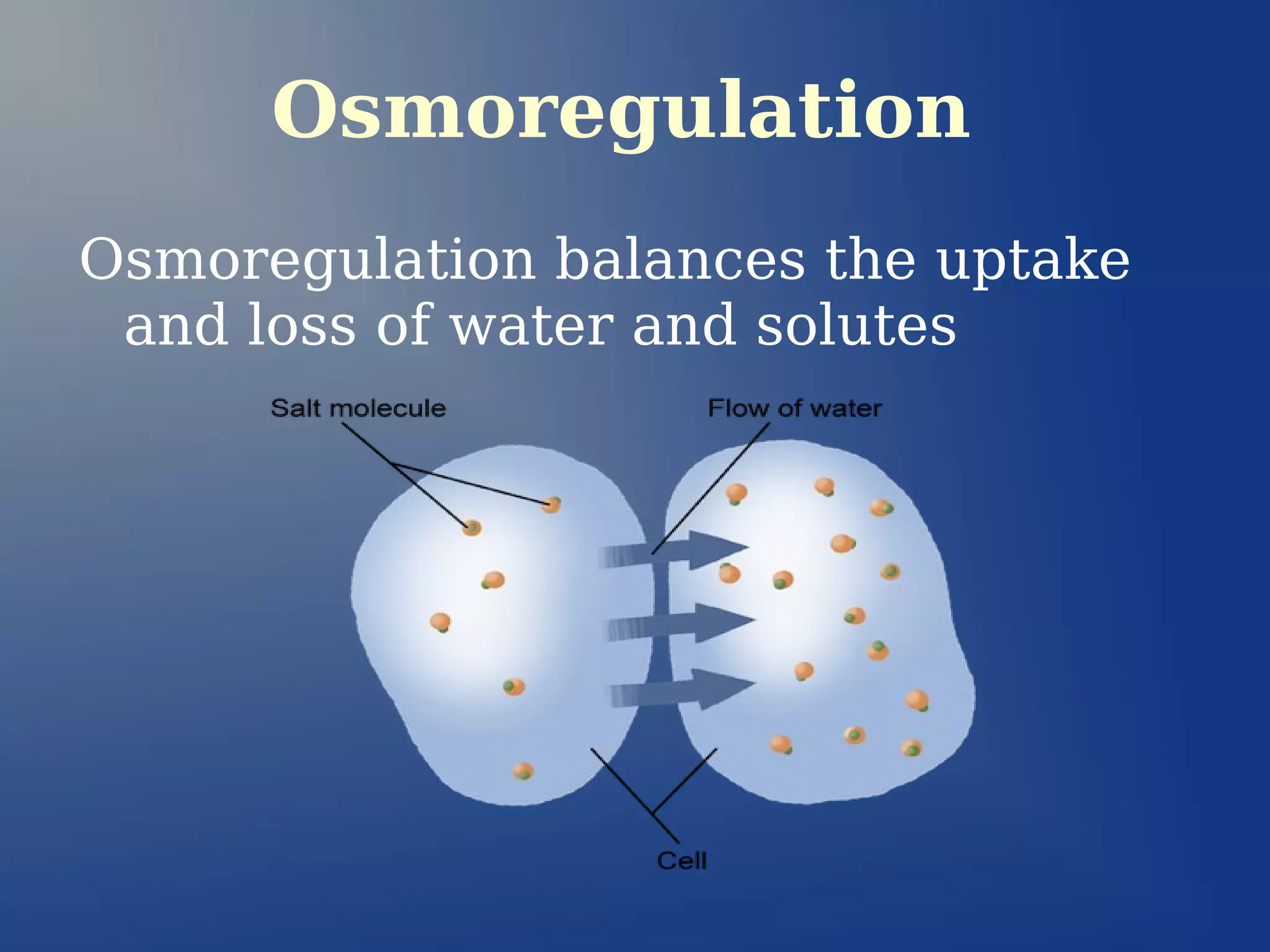 Osmoregulation and excretion | PPT