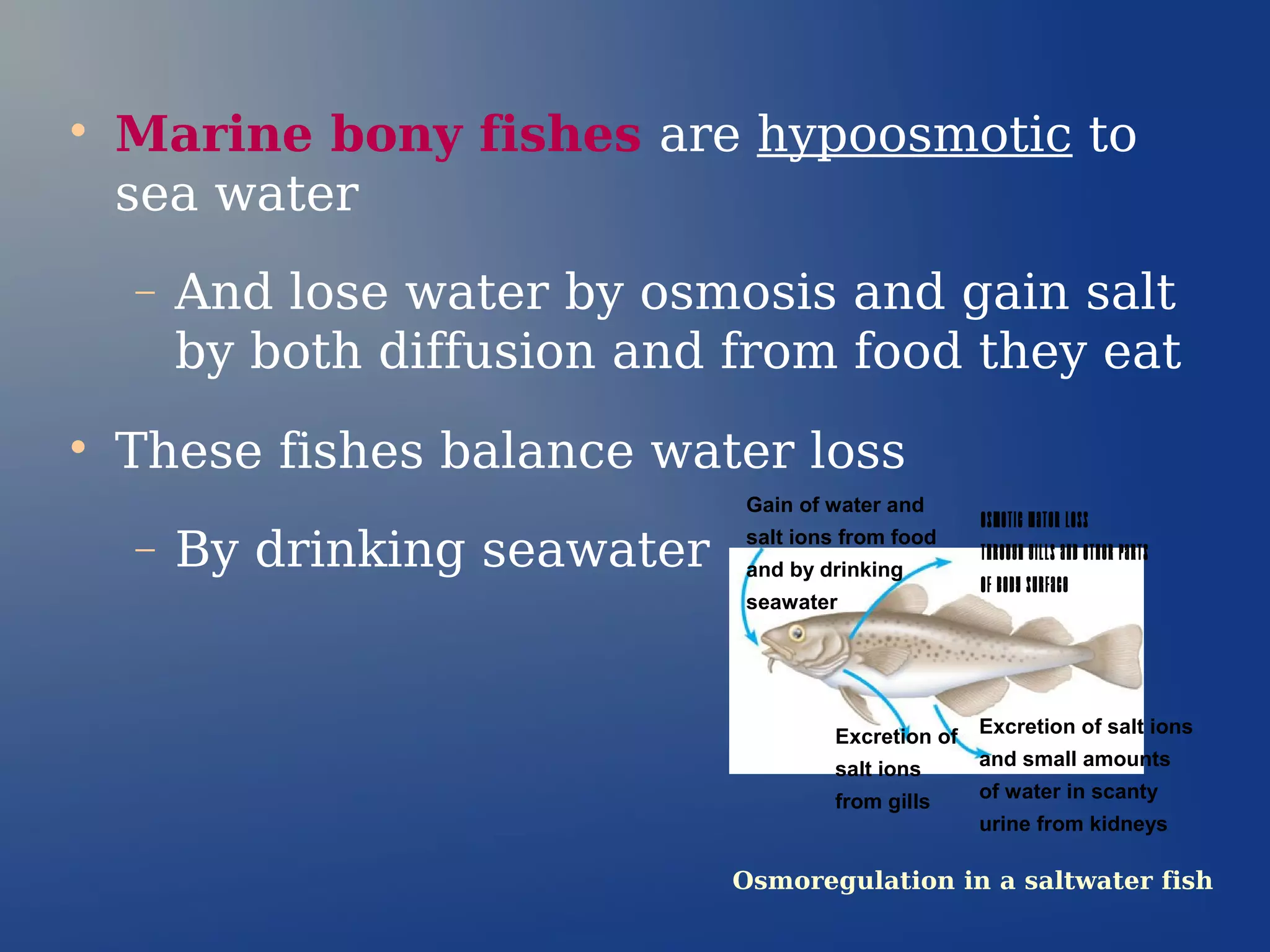 Osmoregulation and excretion | PPT