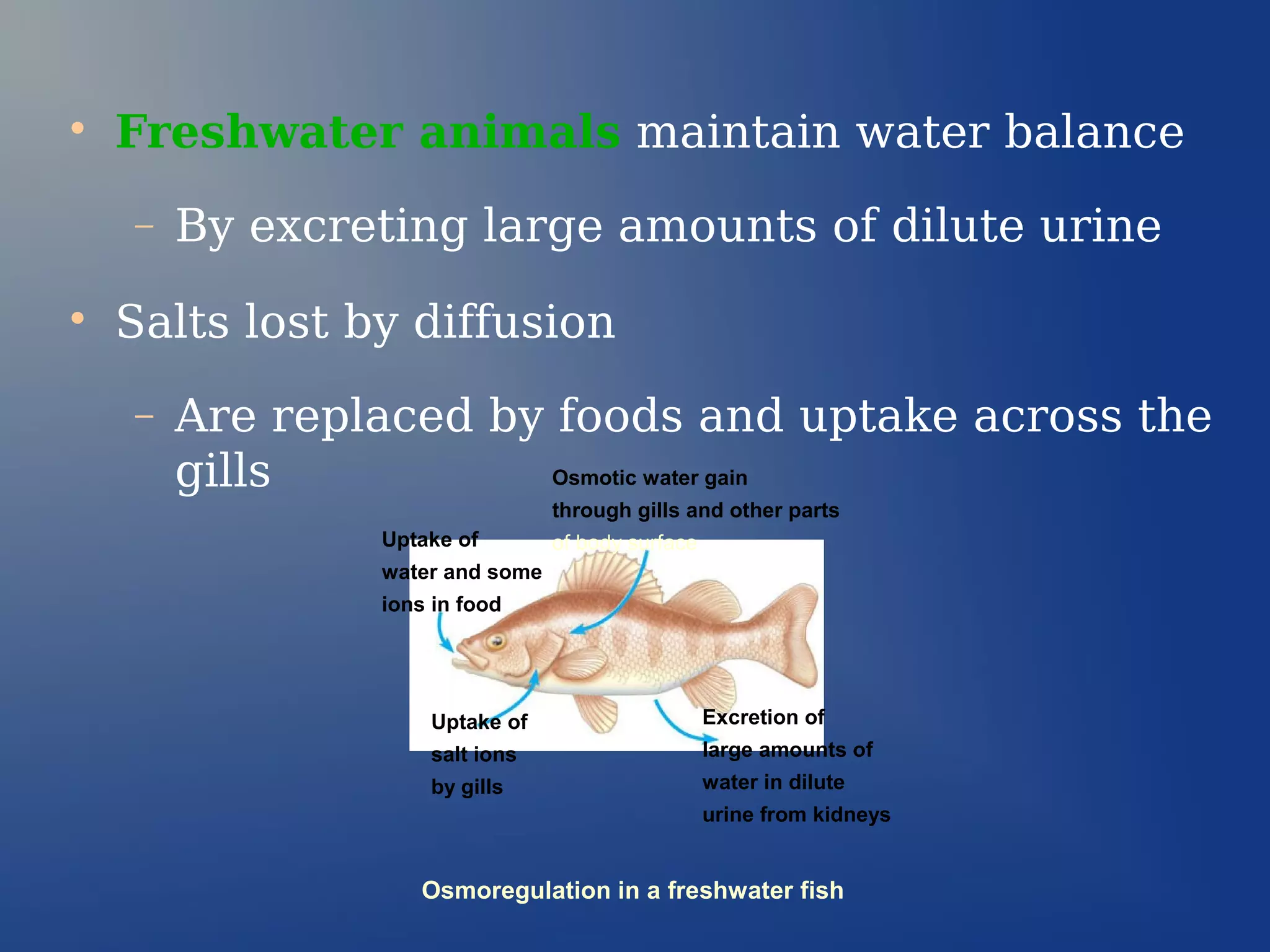 Osmoregulation and excretion | PPT