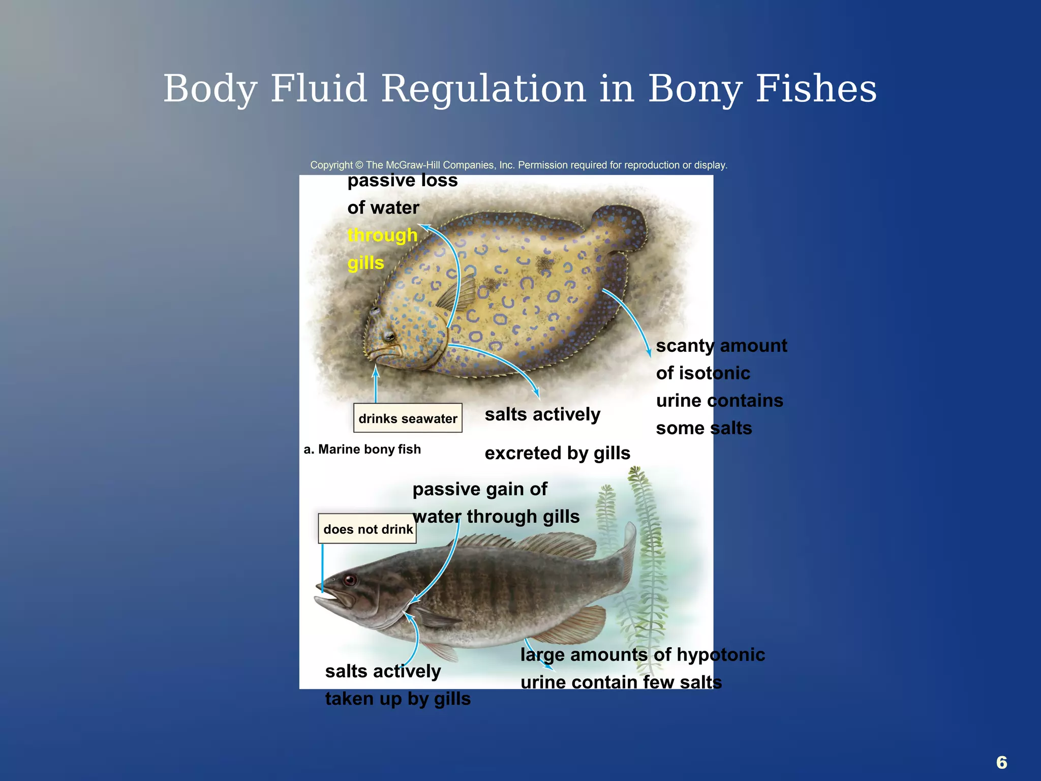 Osmoregulation and excretion | PPT