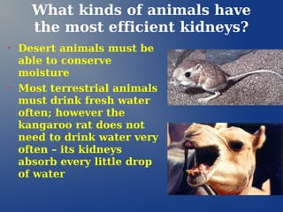 Osmoregulation and excretion | PPT