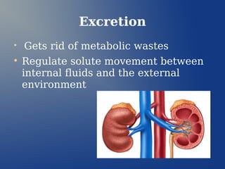 Osmoregulation and excretion | PPT