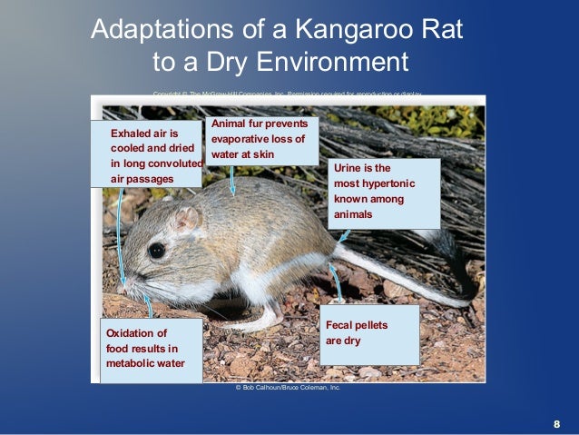 Osmoregulation and excretion