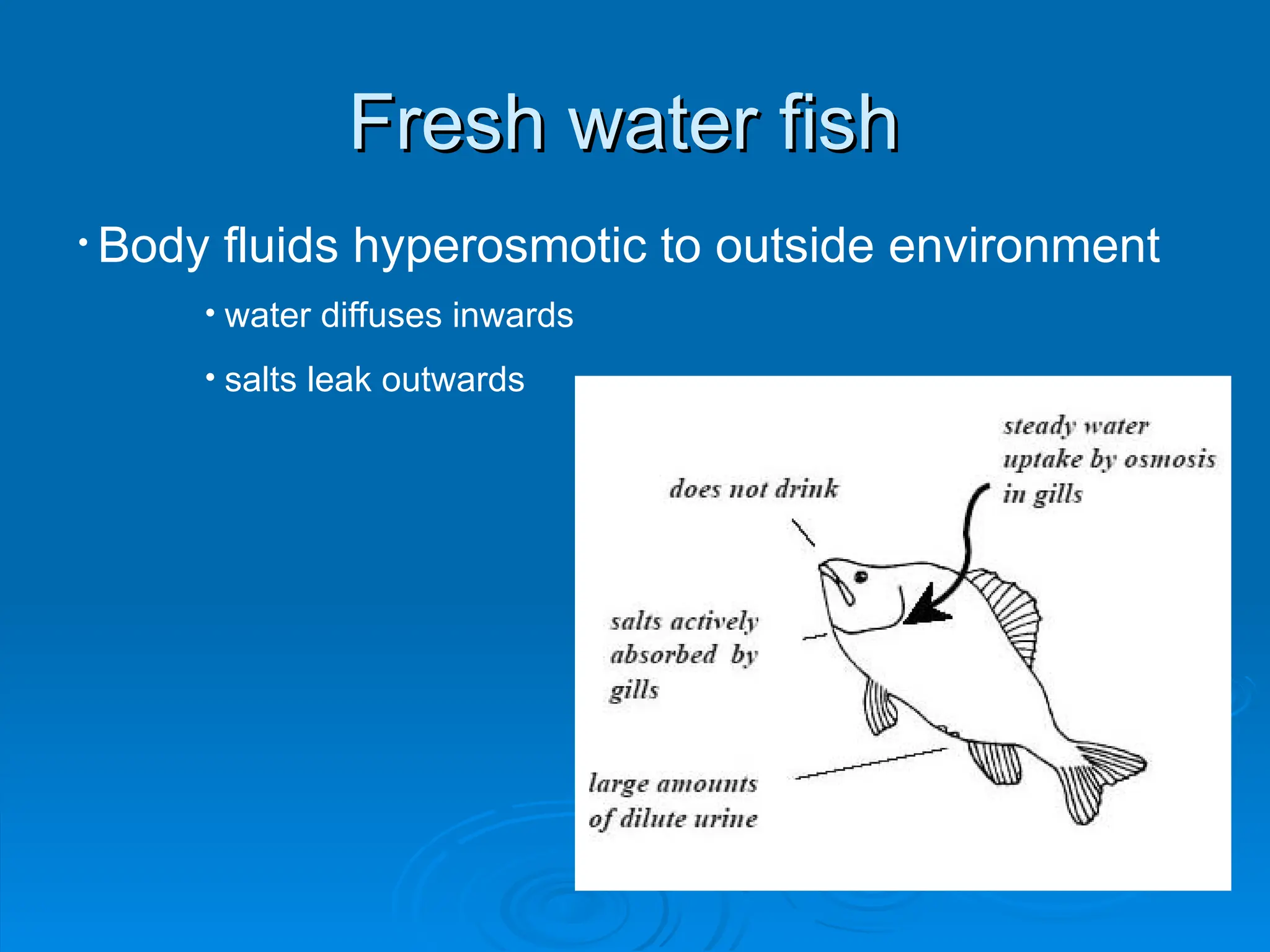 Osmoregulation by salt- and fresh water fish.ppt