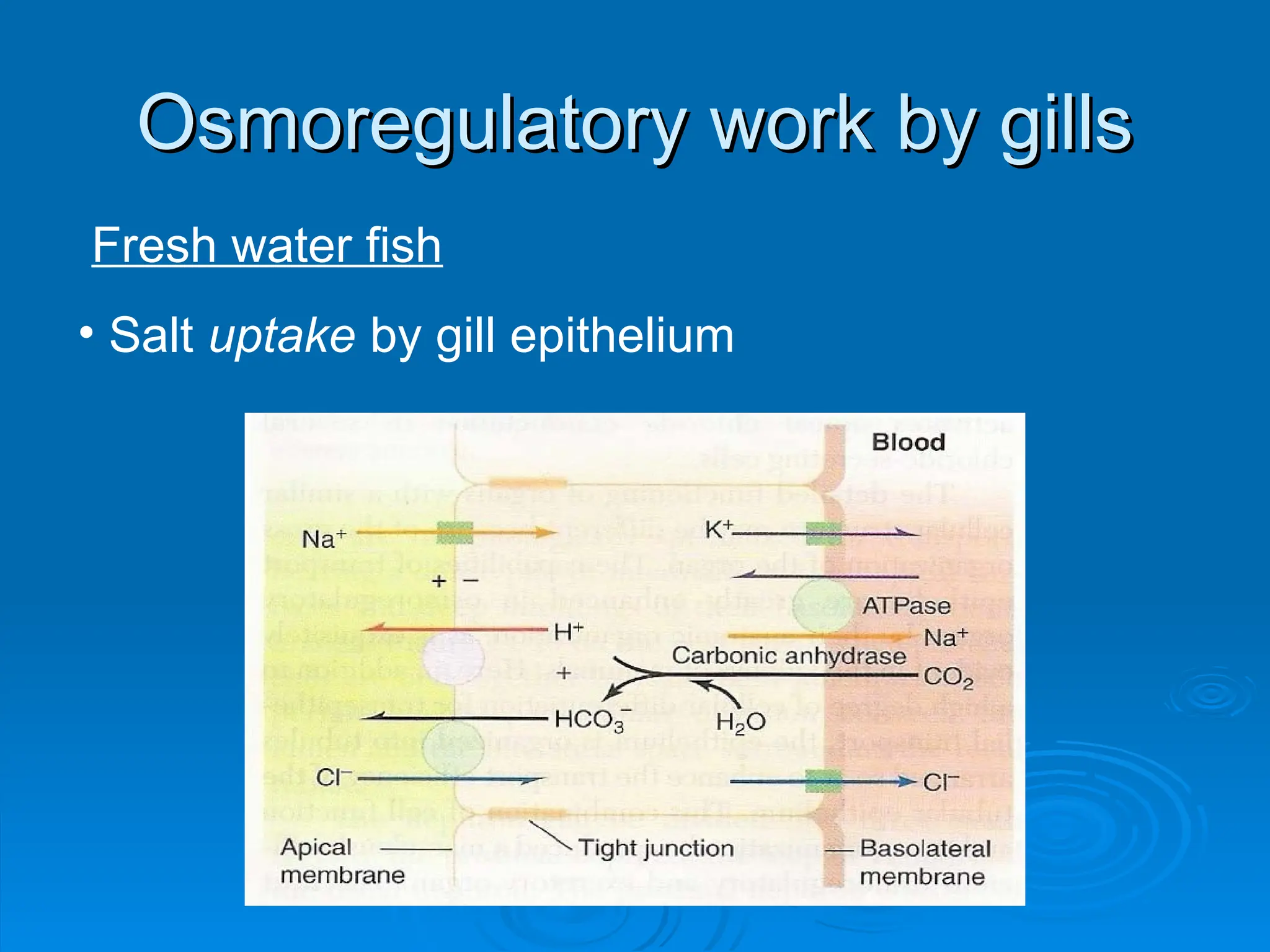 Osmoregulation by salt- and fresh water fish.ppt