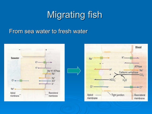 Osmoregulation by salt- and fresh water fish.ppt