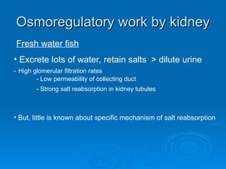 Osmoregulation by salt- and fresh water fish.ppt