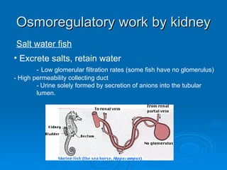 Osmoregulation by salt- and fresh water fish.ppt