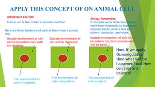 Osmoregulation in animal | PPTX