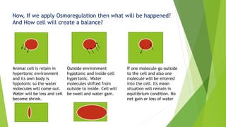 Osmoregulation in animal | PPTX