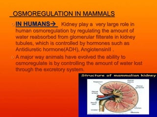 Osmoregulation in birds and mammals | PPTX | Chemistry | Science