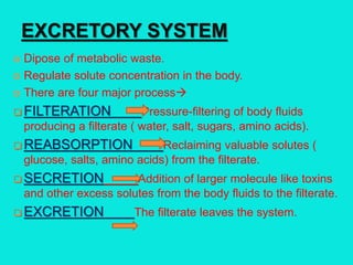 Osmoregulation in birds and mammals | PPTX | Chemistry | Science