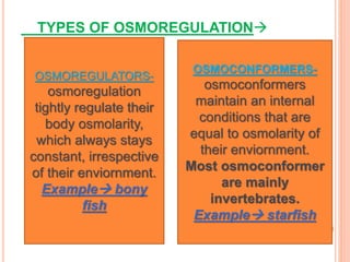 Osmoregulation in birds and mammals | PPTX | Chemistry | Science