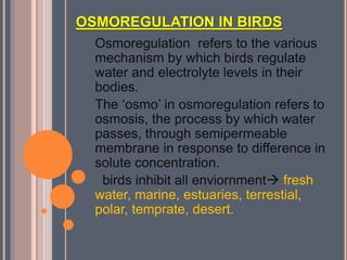 Osmoregulation in birds and mammals | PPTX | Chemistry | Science