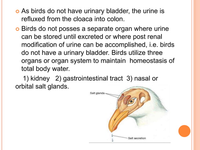 Osmoregulation in birds and mammals | PPTX | Chemistry | Science