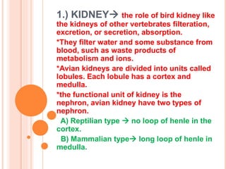 Osmoregulation in birds and mammals | PPTX | Chemistry | Science