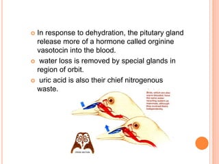 Osmoregulation in birds and mammals | PPTX | Chemistry | Science