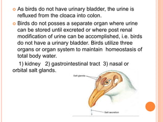 Bird Urinary System
