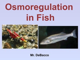 Osmoregulation in Fish about homeostasis.pptx