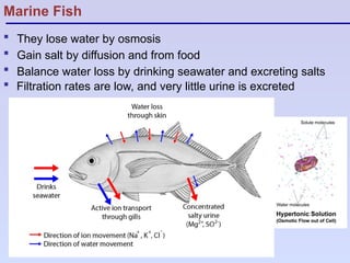 Osmoregulation in Fish about homeostasis.pptx