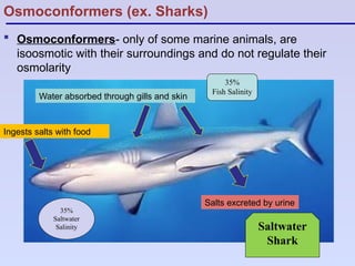 Osmoregulation in Fish about homeostasis.pptx