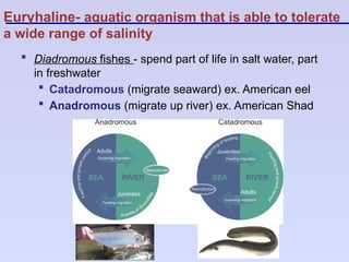 Osmoregulation in Fish about homeostasis.pptx