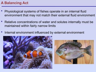 Osmoregulation in Fish about homeostasis.pptx