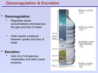 Osmoregulation in Fish about homeostasis.pptx