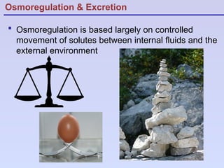 Osmoregulation in Fish about homeostasis.pptx