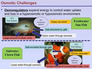 Osmoregulation in Fish about homeostasis.pptx