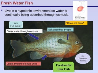 Osmoregulation in Fish about homeostasis.pptx