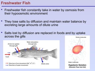 Osmoregulation in Fish about homeostasis.pptx