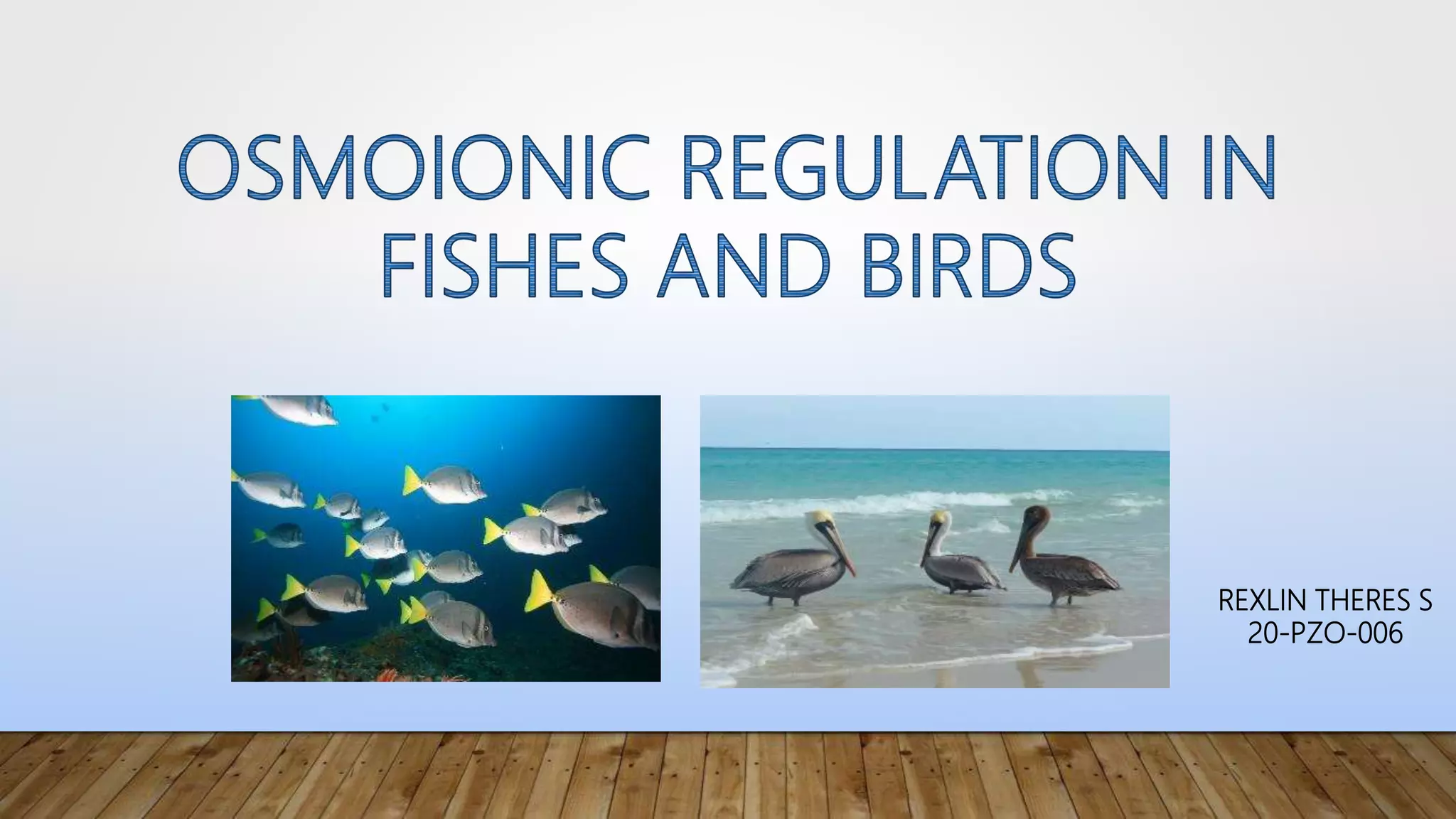 Osmoregulation in Fishes and Birds | PPTX