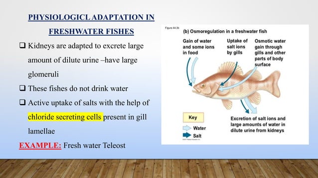 Osmoregulation in Fishes and Birds | PPTX | Fish and Aquariums | Pets