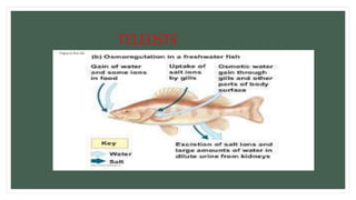 OSMOREGULATION IN VERTEBRATES.pptx | Fish and Aquariums | Pets