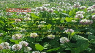 Osmoregulation in plants and animals by Sohail | PPTX