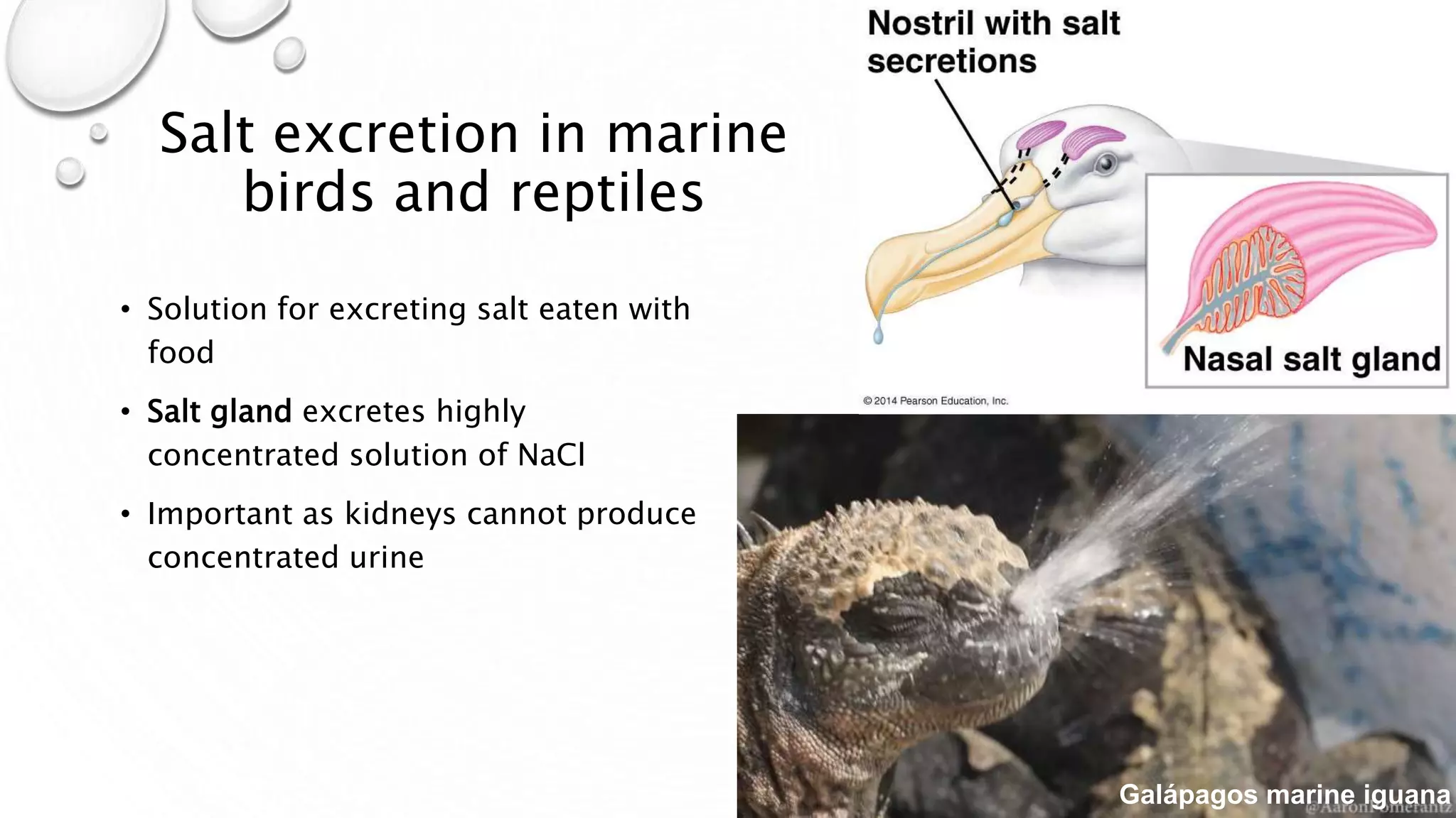 Osmoregulation vertebrates | PPTX