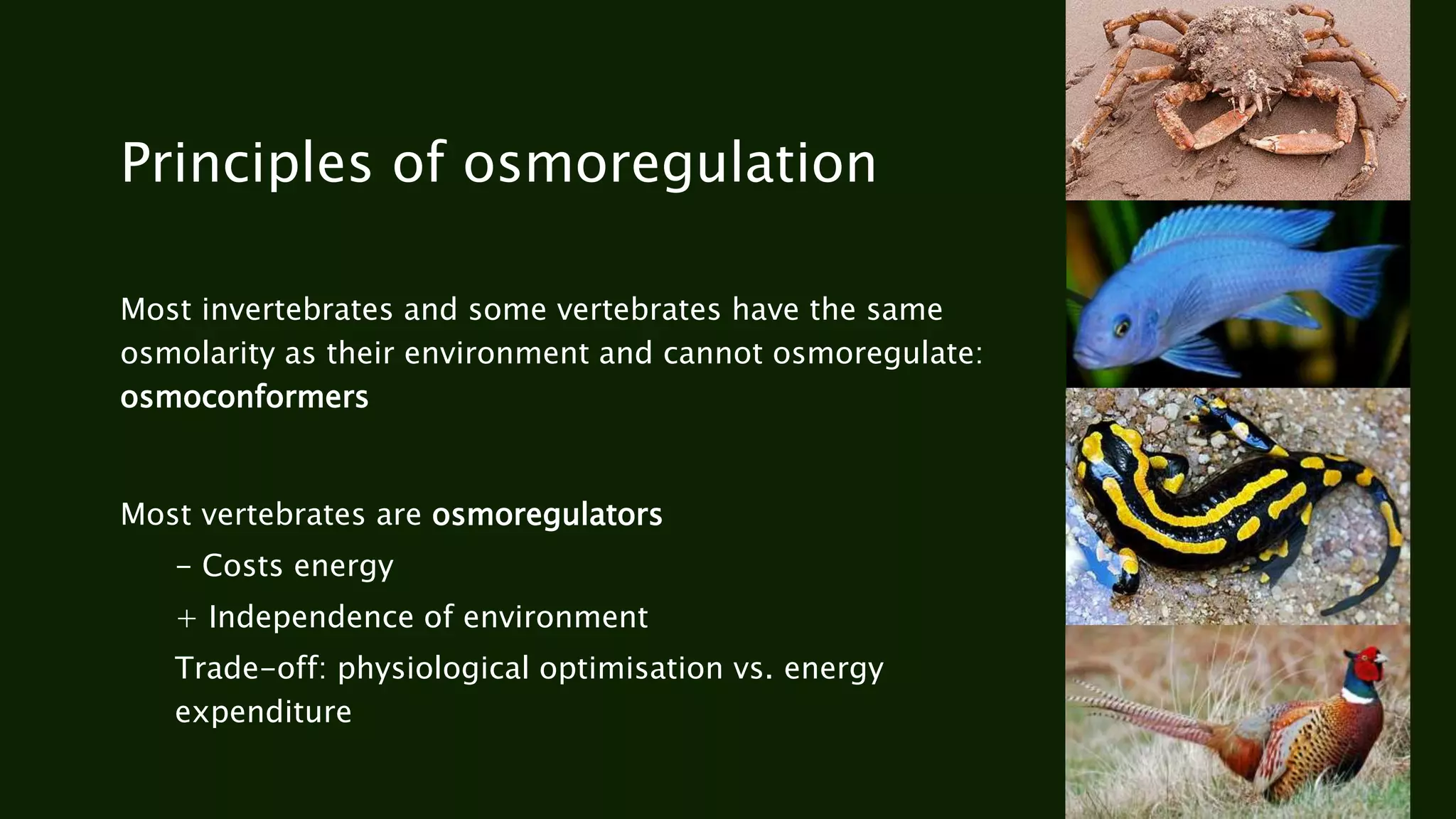 Osmoregulation vertebrates | PPTX