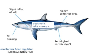 Osmoregulation vertebrates | PPTX