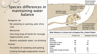 Osmoregulation vertebrates | PPTX