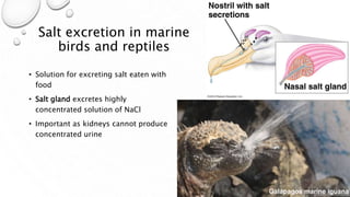 Osmoregulation vertebrates | PPTX