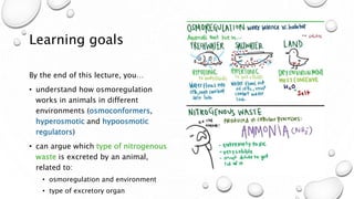 Osmoregulation vertebrates | PPTX