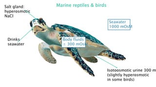 Osmoregulation vertebrates | PPTX