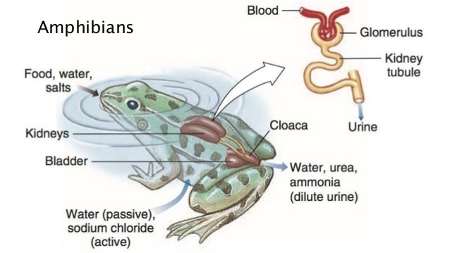 Quia Ap Bio Osmoregulation And Excretion Nitrogenous Waste From ...