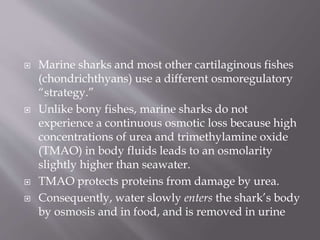 Osmoregulatory functions of vertebrate kidney | PPTX