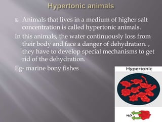 Osmoregulatory functions of vertebrate kidney | PPTX