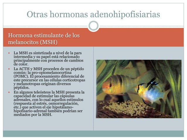 Osmorregulación En Peces Teleósteos Ppt